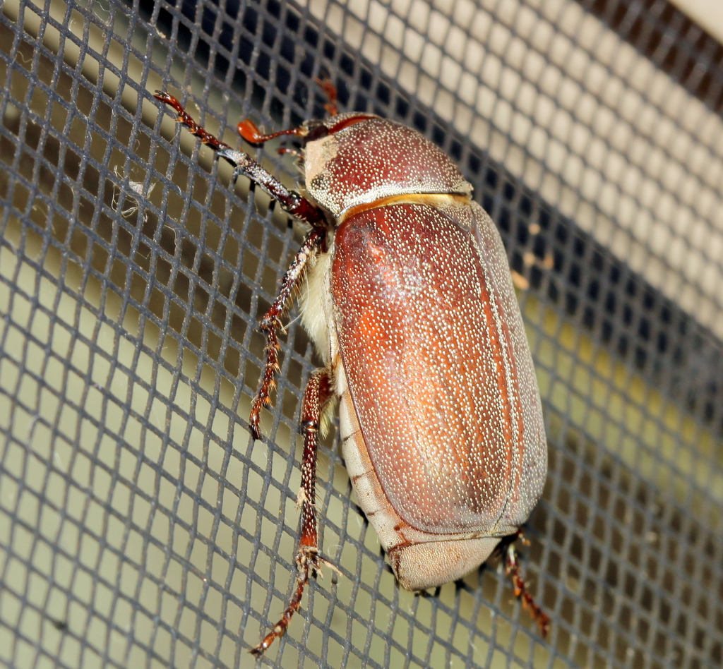 Beetles from Cairns QLD, Australia on January 6, 2024 at 10:53 PM by ...