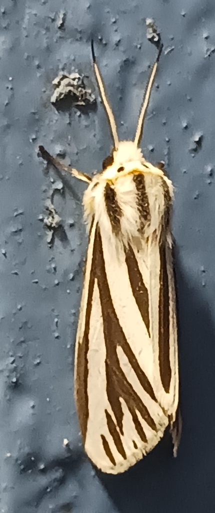 Tiger Moths from Kausani, District Almora, Uttarakhand 263639, India on ...