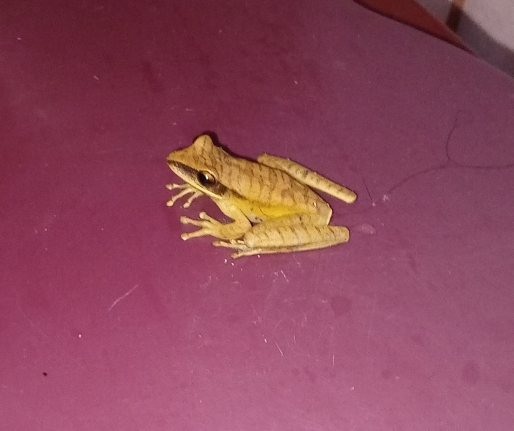 Basin Tree Frog from GXGX+WQ, Puyo, Ecuador on May 9, 2024 at 11:00 PM ...