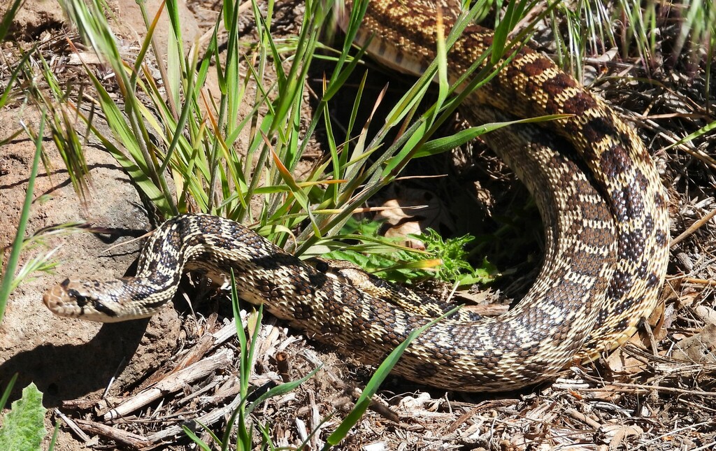 Gopher Snake from Yakima County, WA, USA on May 9, 2024 at 02:38 PM by ...