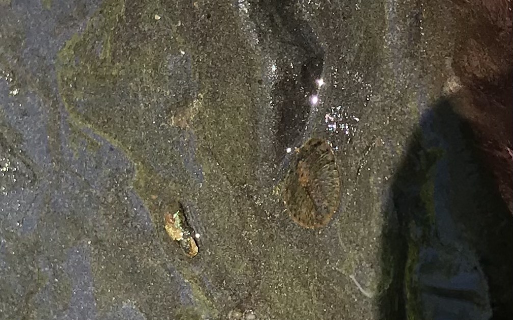Water Penny Beetles from 1968 E 8th St, Chico, CA 95928, USA on May 9 ...