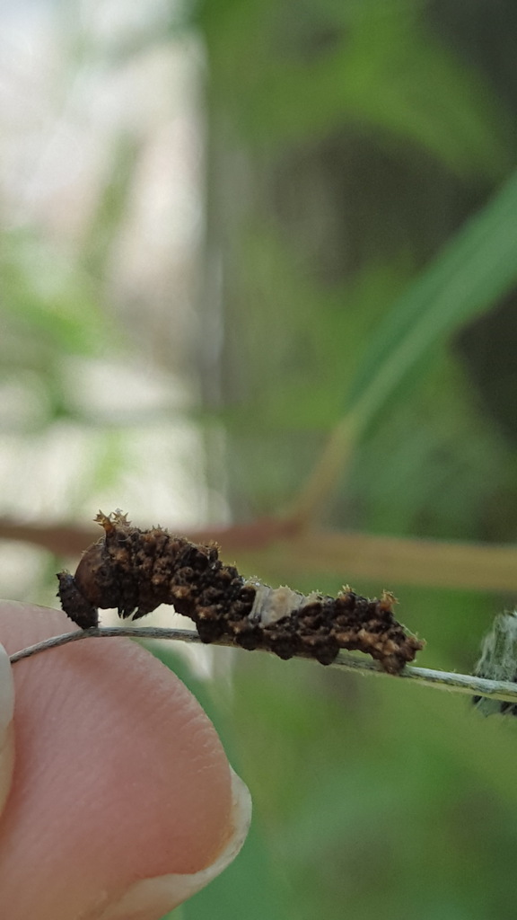 Red-spotted Admiral from Marín, N.L., Mexico on April 26, 2019 at 10:39 ...