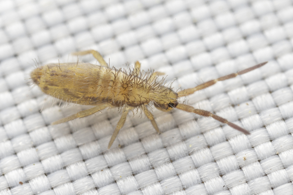 Homidia socia from Newark, DE, USA on April 29, 2024 at 10:02 PM by ...