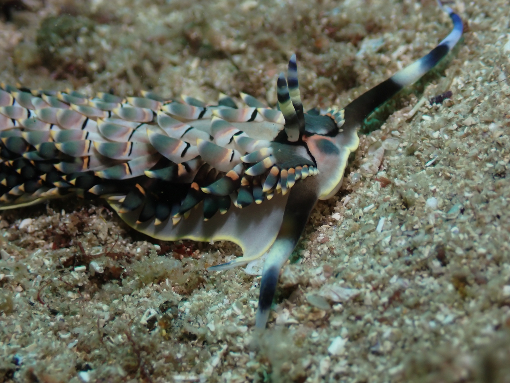 Cerberilla affinis from Shoalhaven, NSW, Australia on April 25, 2024 at ...