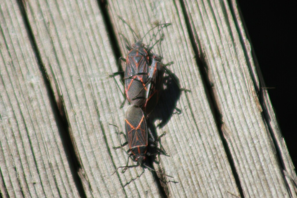 Western Boxelder Bug from Union County, OR, USA on May 3, 2024 at 02:36 ...
