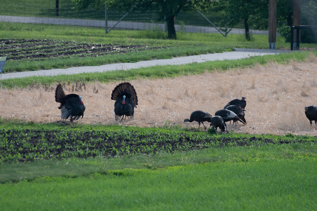 Wild Turkey from Chanhassen, MN, USA on May 30, 2023 at 05:48 AM by ...