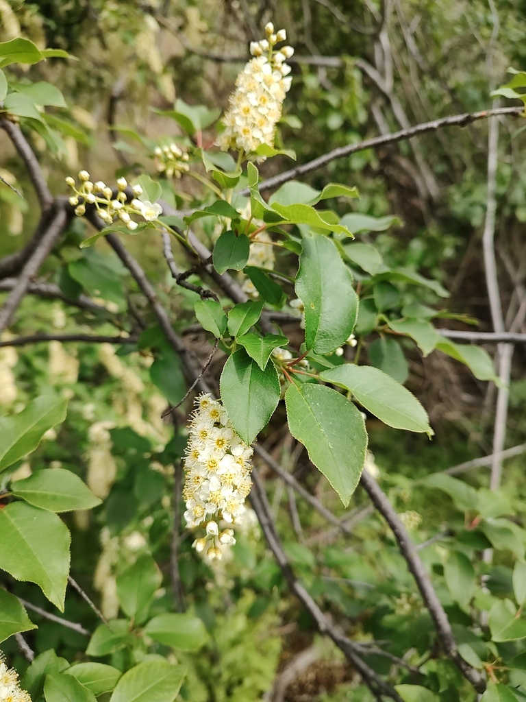 chokecherry from Whitman County, WA, USA on May 8, 2024 at 09:09 AM by ...