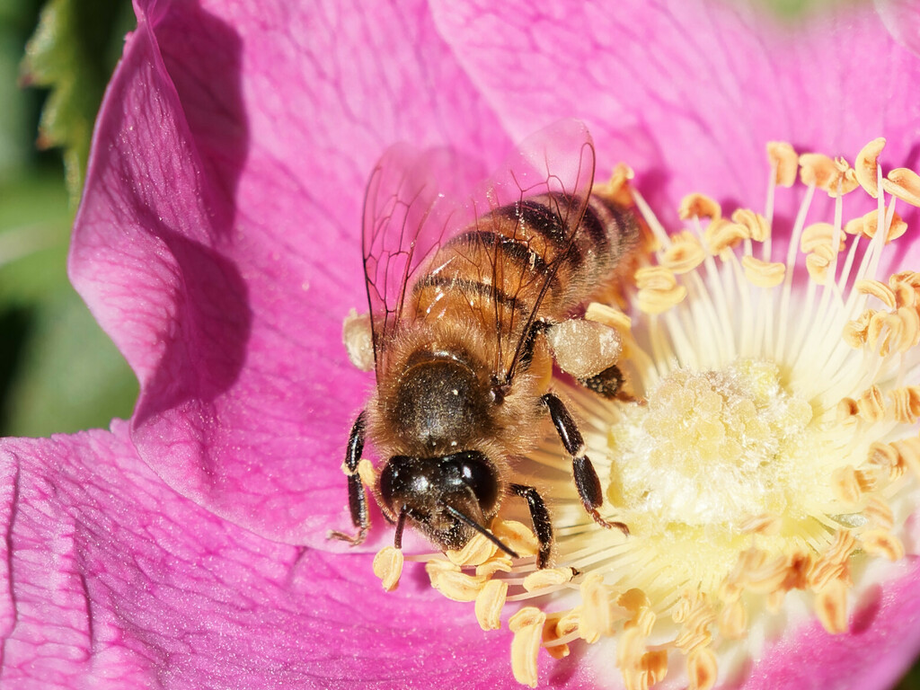Western Honey Bee from Downtown Seattle, Seattle, WA, USA on May 9 ...