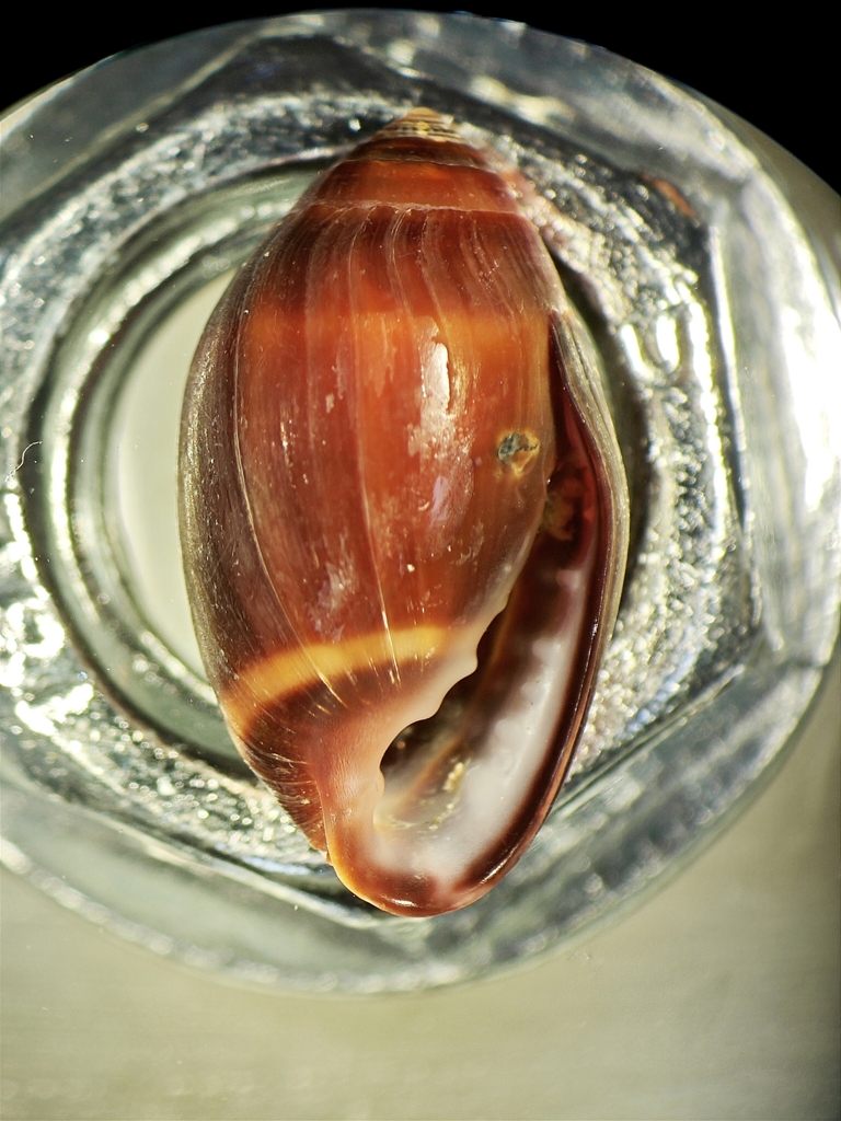 Melampus fasciatus from 海南省万宁市和乐镇432县道 on March 22, 2024 at 04:02 AM by ...
