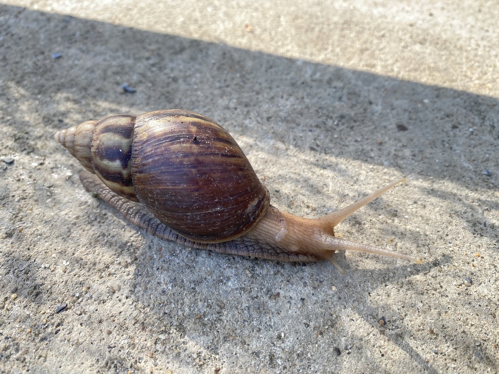 African Giant Snail from Pa Yup Nai, Amphoe Wang Chan, Rayong, TH on ...
