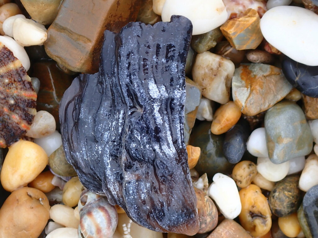 Baggy Pen Shell from Barcoongere NSW 2460, Australia on May 9, 2024 at ...