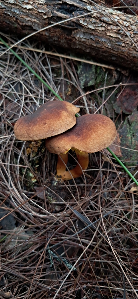 Phylloporus from Cnr Glendale Rd & Pacific Hwy Cowan NSW 2081, Cowan ...