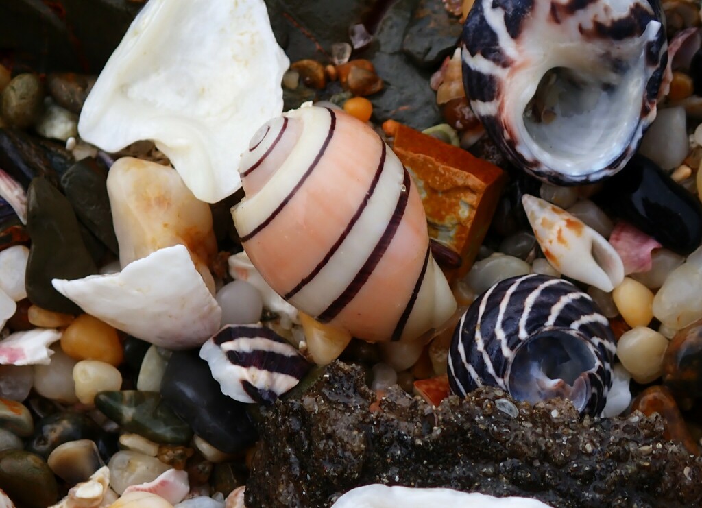 Pink Bubble Snail from Barcoongere NSW 2460, Australia on May 9, 2024 ...