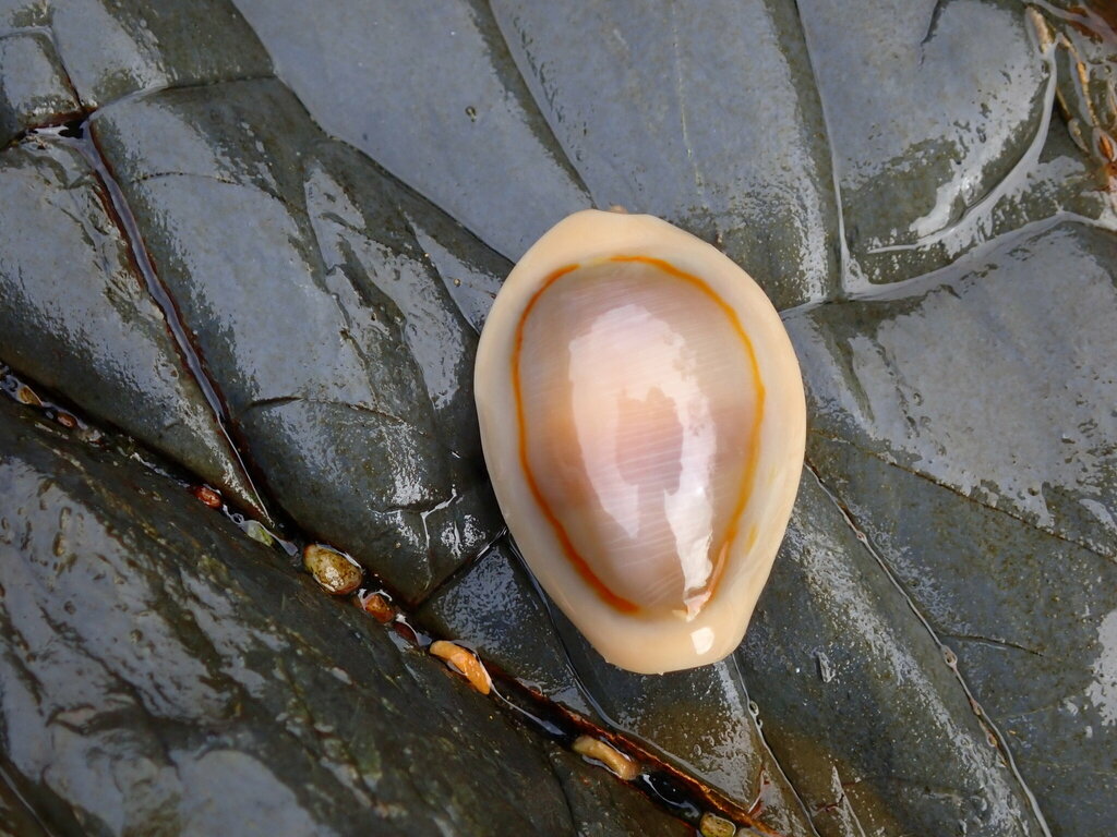 Gold Ring Cowry from Barcoongere NSW 2460, Australia on May 9, 2024 at ...