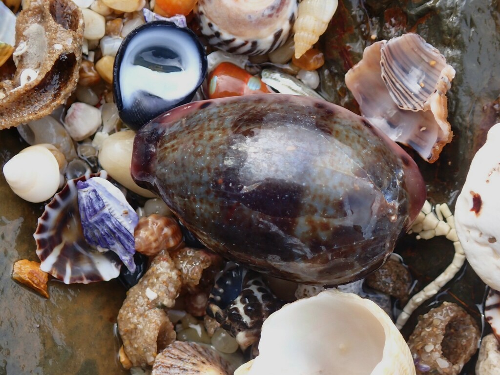 yellow-toothed cowrie from Barcoongere NSW 2460, Australia on May 9 ...