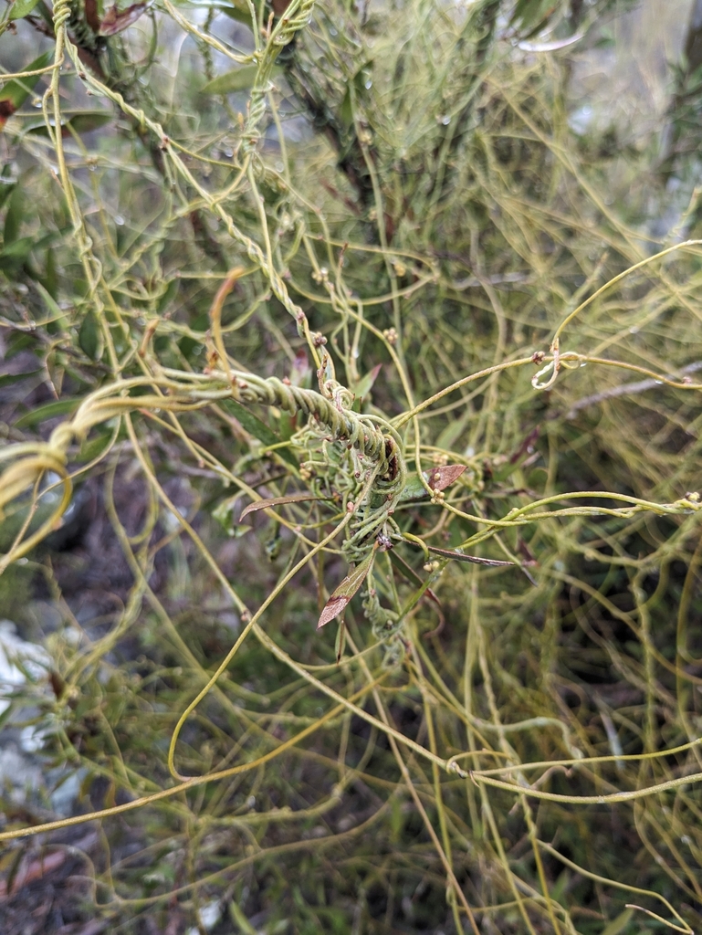 Devil's Twine from Ridgeway TAS 7054, Australia on May 10, 2024 at 12: ...