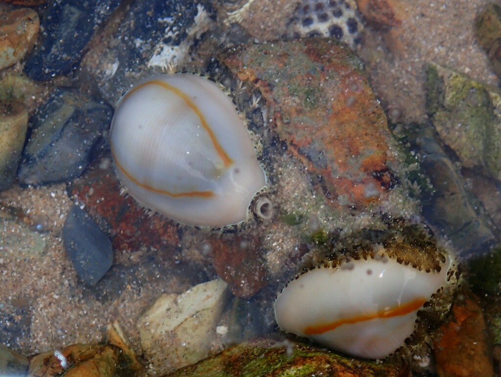 Gold Ring Cowry from Barcoongere NSW 2460, Australia on May 9, 2024 at ...