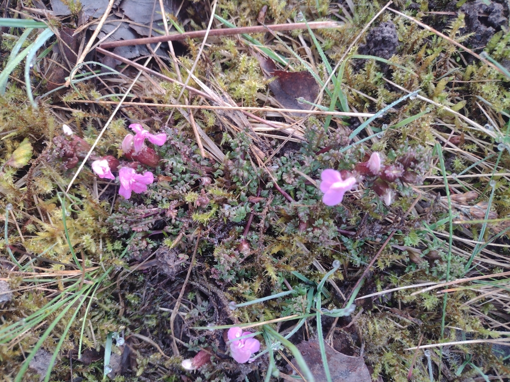 Common Lousewort from Flaxton, York YO60 7QZ, UK on May 10, 2024 at 06: ...