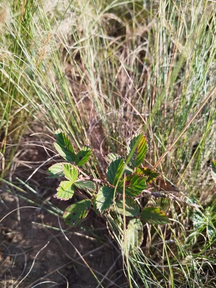 Cuneifolii from Ingwe Local Municipality, South Africa on May 9, 2024 ...