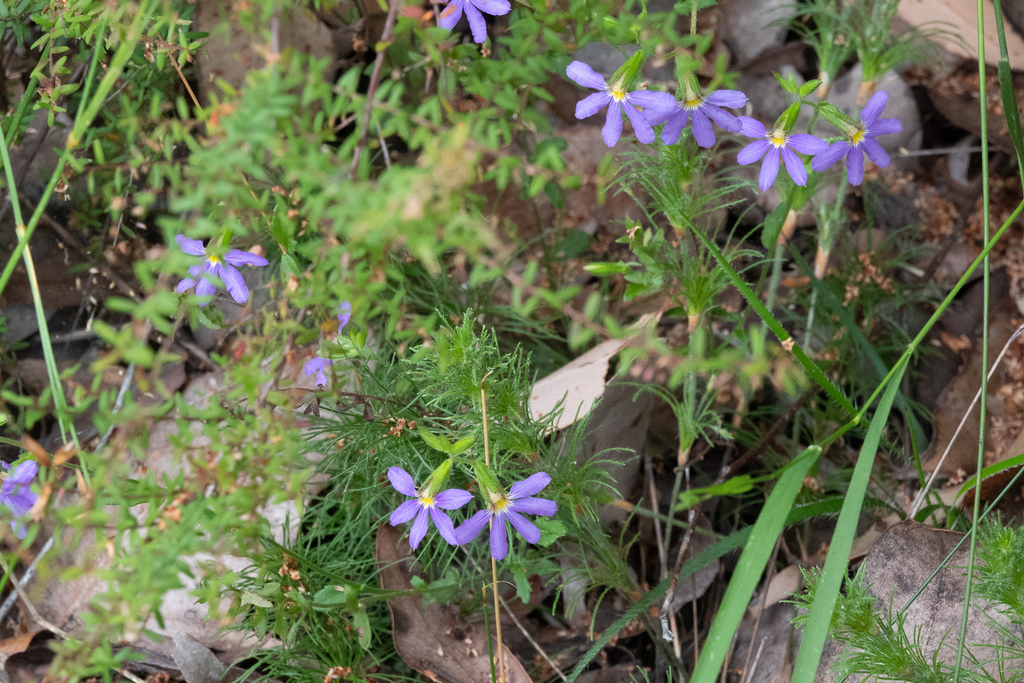 Scaevola microphylla from North Walpole WA 6398, Australia on November ...
