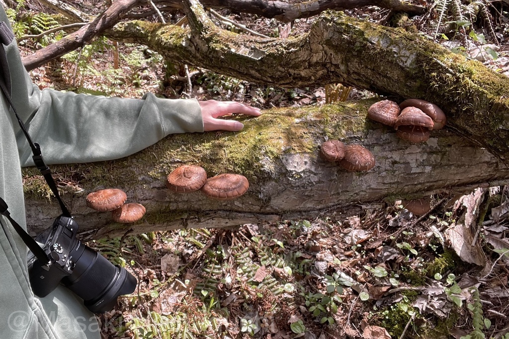 Shiitake in May 2024 by Masaki Hamaguchi · iNaturalist