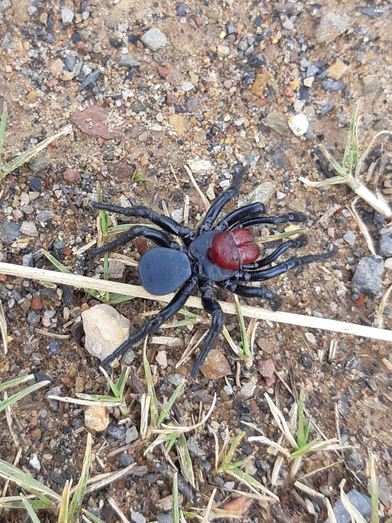 Red-headed Mouse Spider from Bellmount Forest NSW 2581, Australia on ...