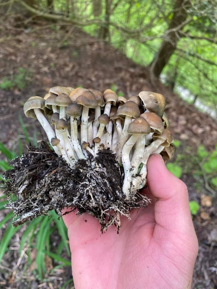 Psychedelic Ovoid Mushroom in May 2024 by cleighton2112 · iNaturalist