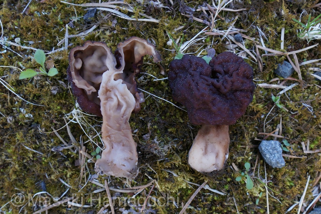 False Morel in May 2024 by Masaki Hamaguchi · iNaturalist