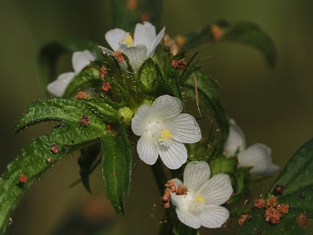 Malachra fasciata from Darwin NT, Australia on May 9, 2024 at 04:08 PM ...