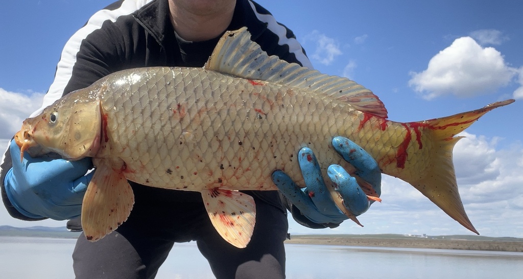 Amur Carp from Амурский район, Хабаровский край, RU on May 10, 2024 at ...