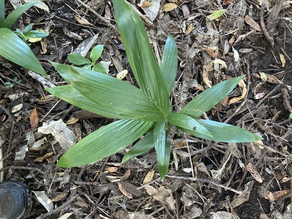 Piccabeen Palm from Waihi Beach, New Zealand on May 10, 2024 at 01:59 ...