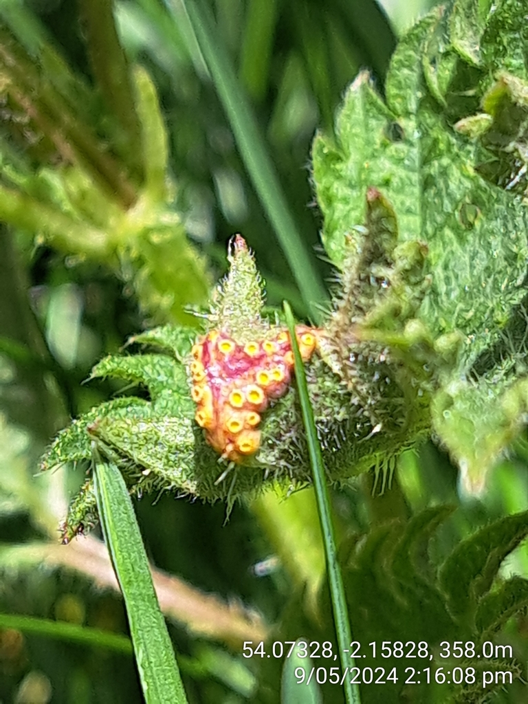Nettle Clustercup Rust fungus from North Yorkshire, England, GB on May ...