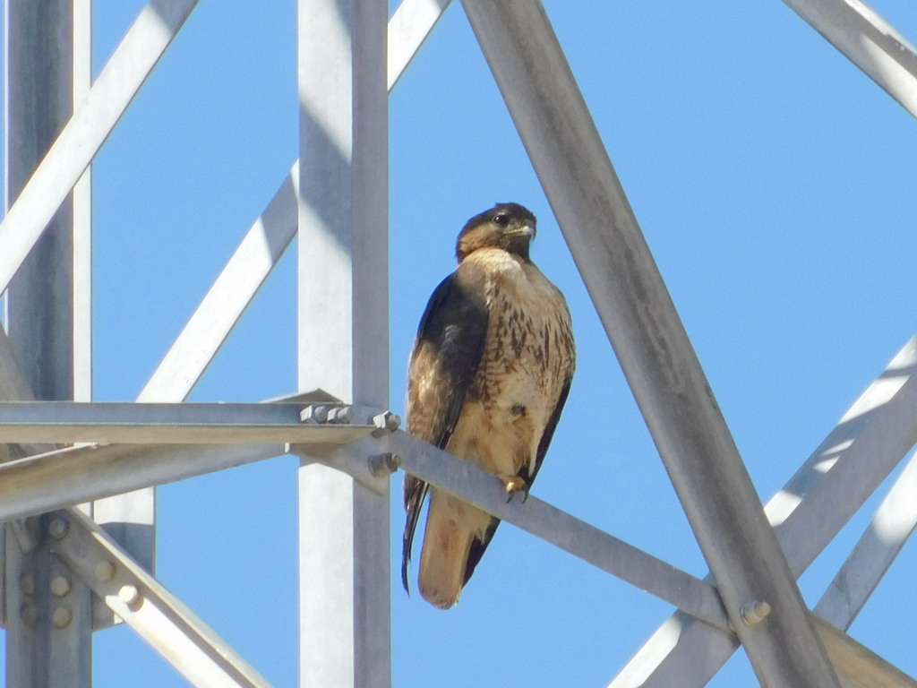 Red-tailed Hawk from Tecate, B.C., México on May 9, 2024 at 09:40 AM by ...