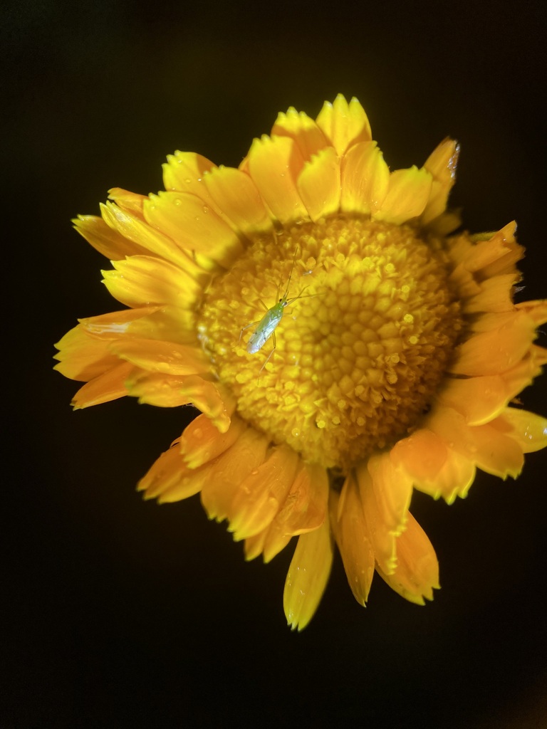 Engytatus nicotianae from Mangawhai, New Zealand on March 8, 2024 at 11 ...