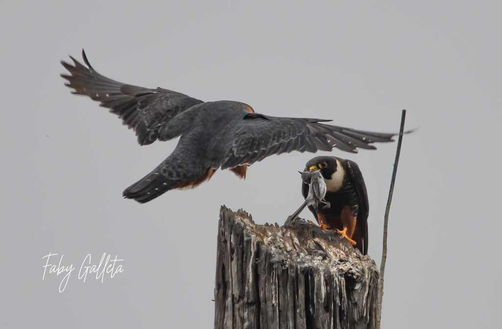 Bat Falcon from 89785 Tamps., México on April 20, 2024 at 07:23 AM by ...