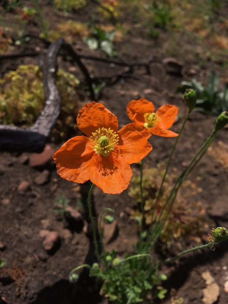 fire poppy from Lime Ridge Open Space, Walnut Creek, CA, US on May 4 ...