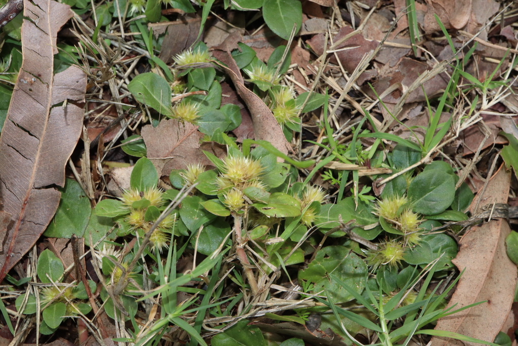 creeping chaffweed from Sydney NSW, Australia on May 10, 2024 at 03:00 ...