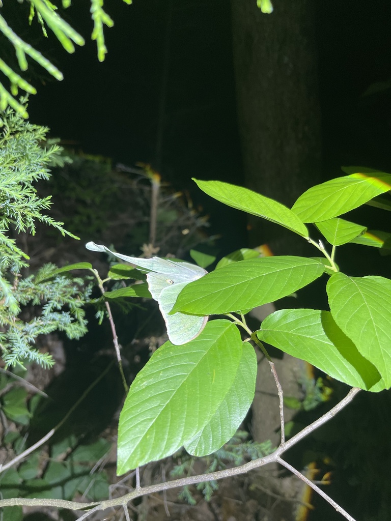 North American Luna Moth from Beaman Park Nature Center, Nashville, TN ...