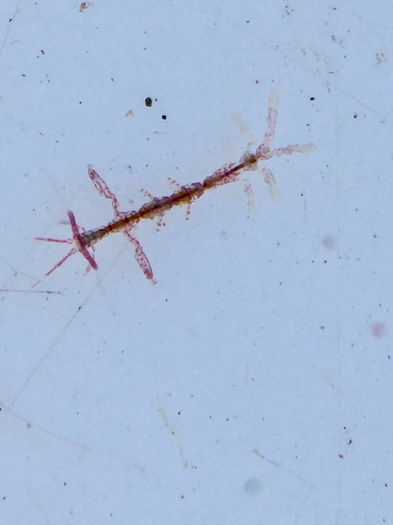 Skeleton Shrimp from Auckland, New Zealand on May 10, 2024 at 02:47 PM ...