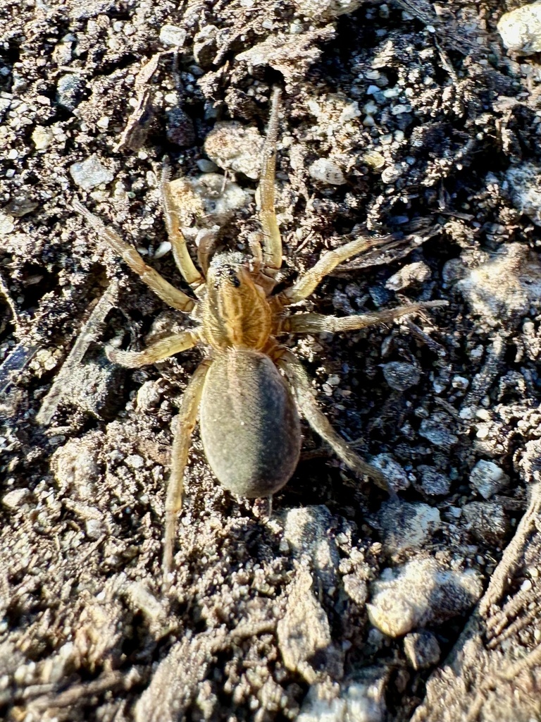 Rustic Wolf Spider in May 2024 by Kate Pfeilschiefter · iNaturalist