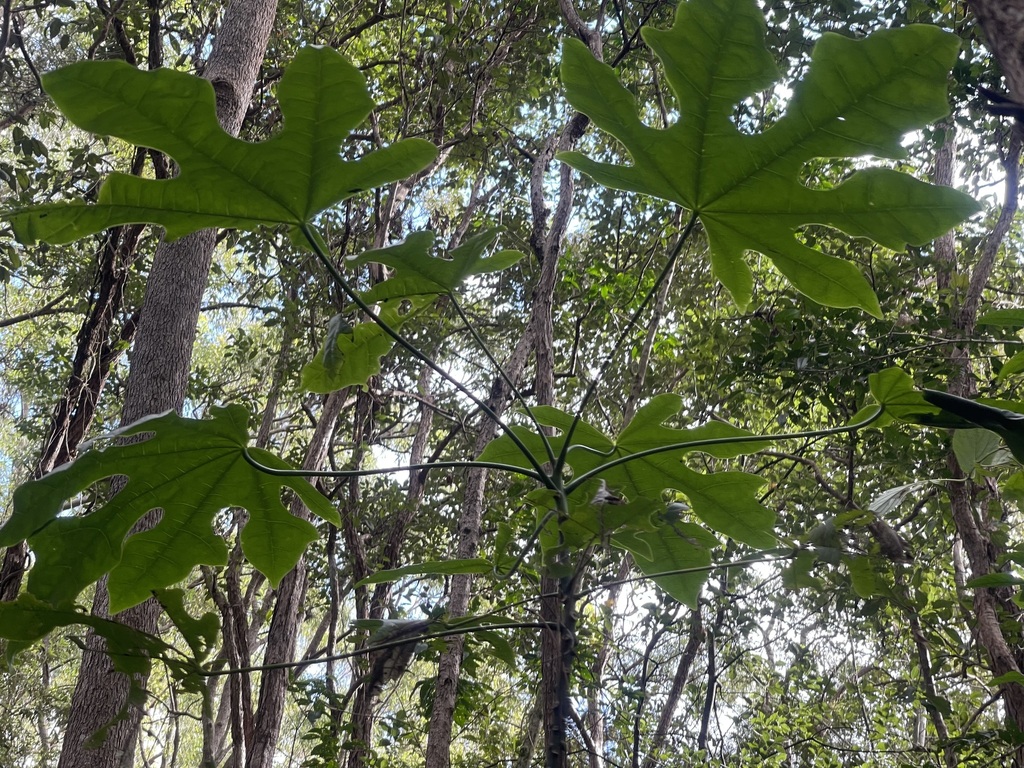 flame tree from Brisbane QLD, Australia on May 10, 2024 at 02:35 PM by ...