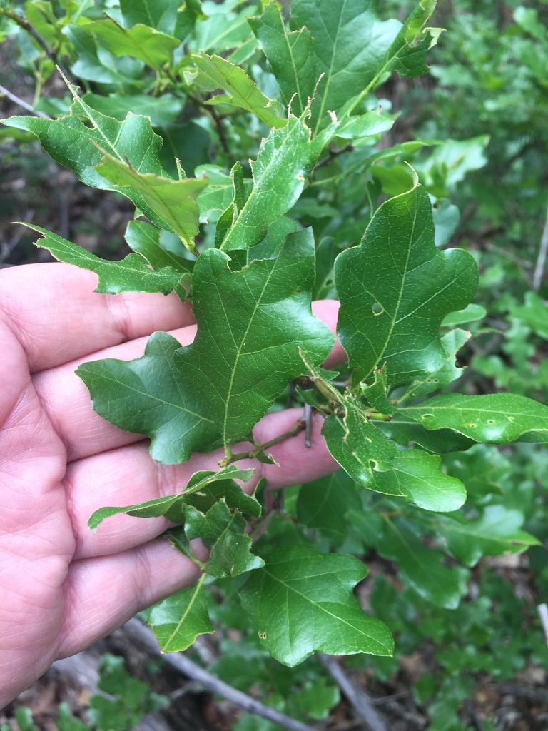White Shin Oak from 76230, Bowie, TX, US on May 4, 2019 at 11:18 AM by ...
