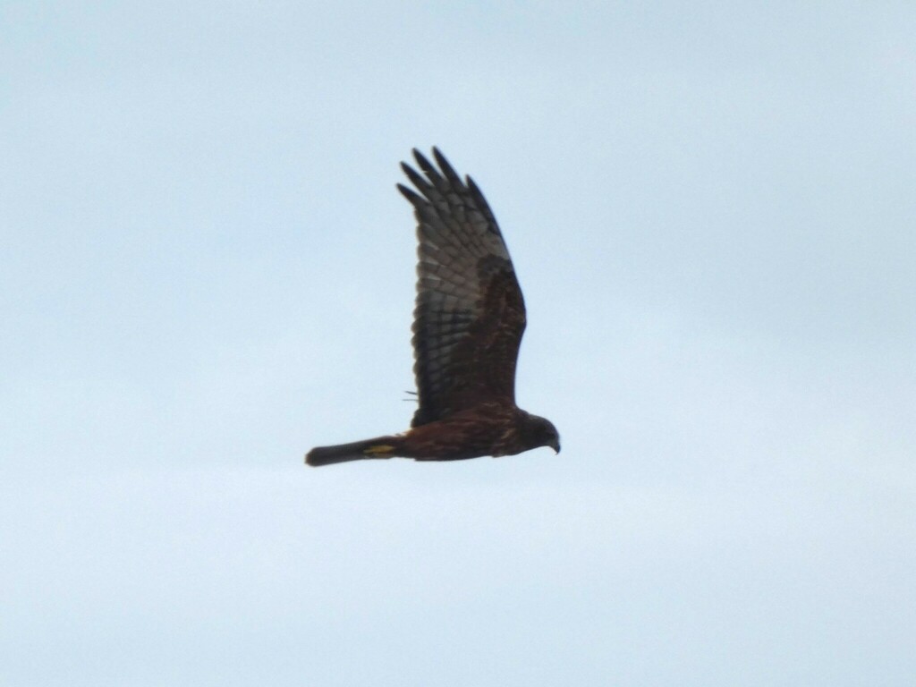 Swamp Harrier from Point Wilson VIC 3212, Australia on May 10, 2024 at ...