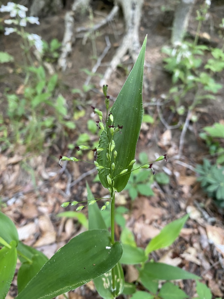 Bosc's Witchgrass from James River National Wildlife Refuge, North ...