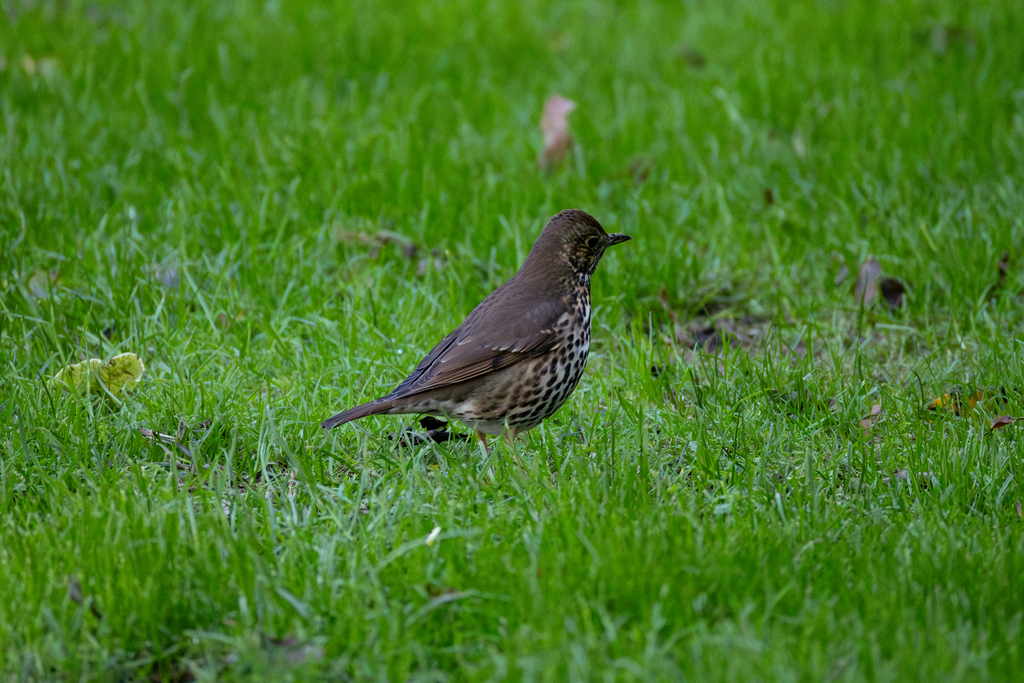 Song Thrush from Awapuni, Palmerston North, New Zealand on May 8, 2024 ...