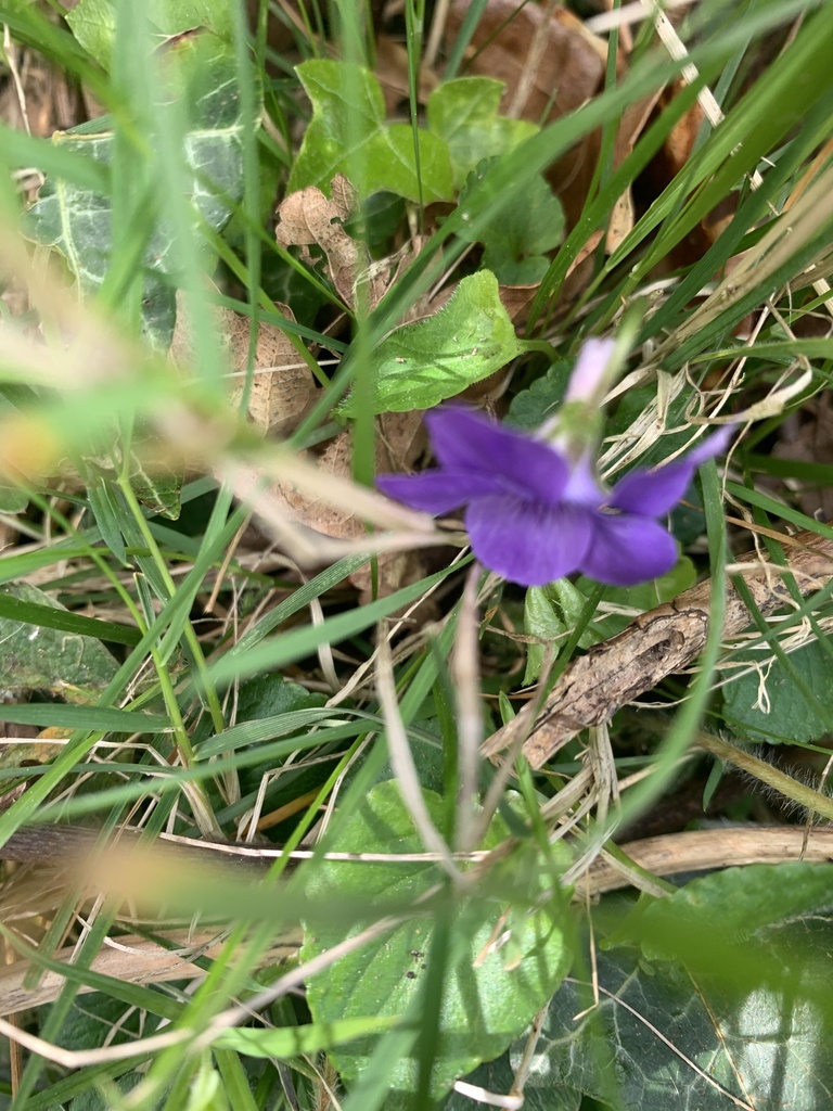 common dog-violet from Forest of Bowland AONB, Lancaster, England, GB ...