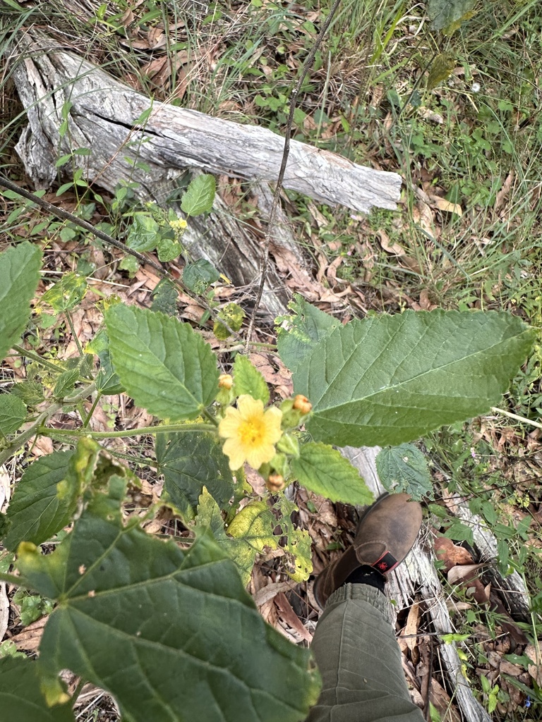 flannel weed from Mt Coot-tha Forest, Mount Coot-Tha, QLD, AU on May 10 ...