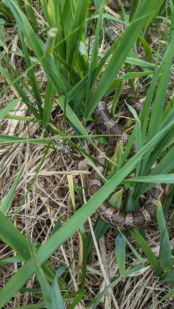 Eastern Milksnake from Grove Township, PA, USA on May 9, 2024 at 09:41 ...