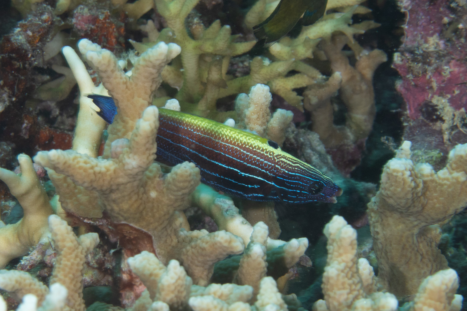 Labropsis xanthonota Randall, 1981