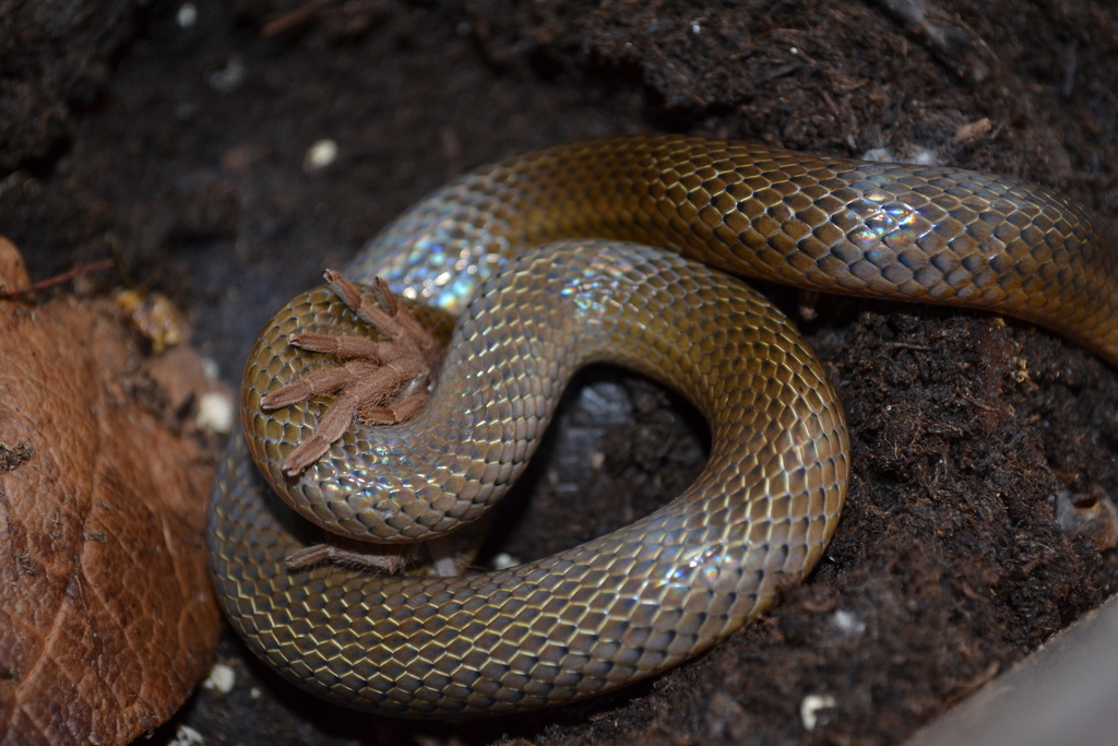Blood Snake from Berriozabal, Chiapas on June 18, 2013 by Daniel Pineda ...